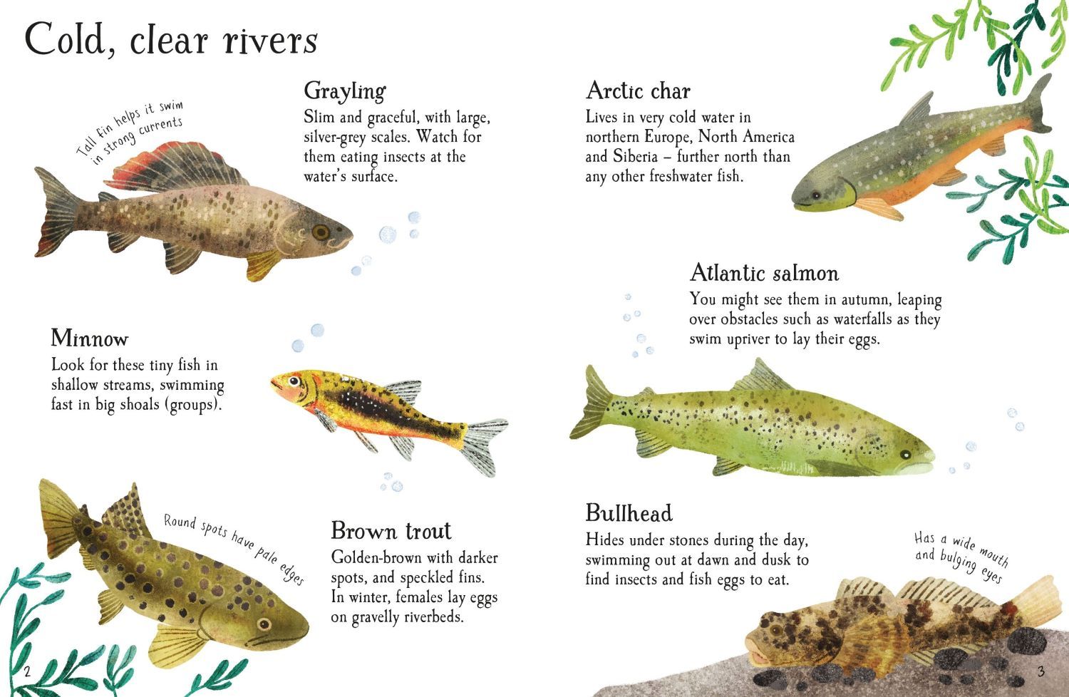 Fish to Spot | Ozone.hr