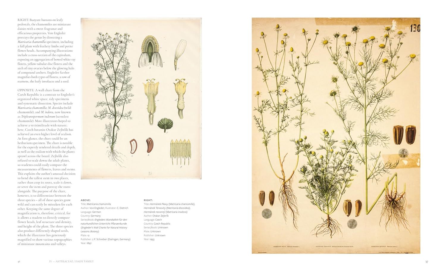 The Botanical Wall Chart | Ozone.hr